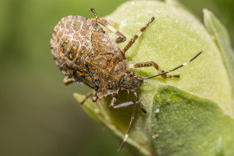 France - Toulouse - Garden - Brown Stink Bug (Halyomorpha Halys ...