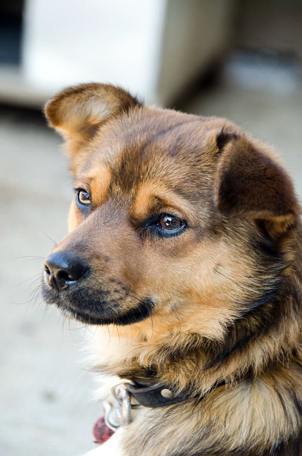 Brown stray dog stock image. Image of happy, breed, portrait - 39026527