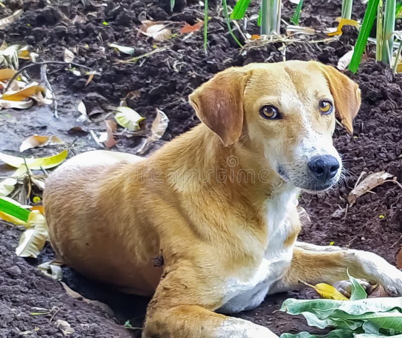 Brown Stray Dog Sitting in the Farm and Looking at Camera Stock Image ...