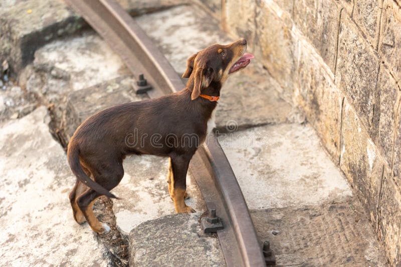 Brown Stray Mutt Puppy Dog Standing on Railway Stock Image - Image of ...