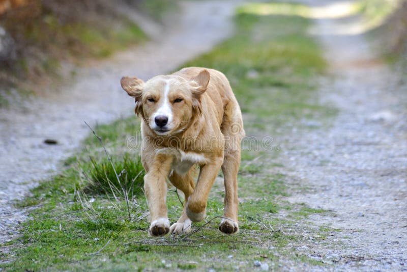 What Is An American Village Dog