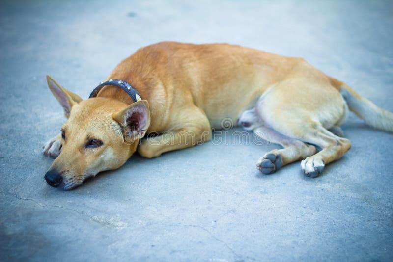 Brown street dog stock photo. Image of nose, loneliness - 60933218