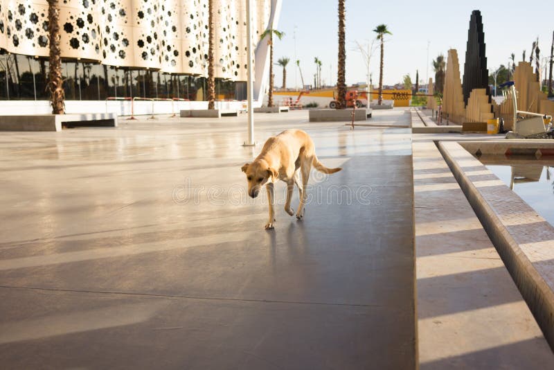 Brown Street Dog Standing in Shadow Stock Photo - Image of canine ...