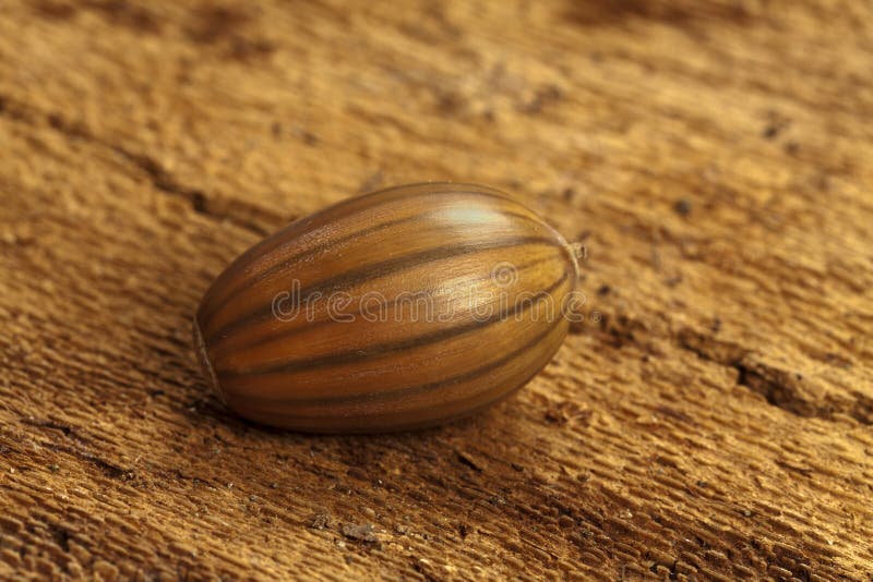 Brown striped acorn stock image. Image of postcard, brown - 27106207