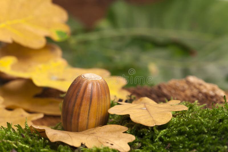 Brown striped acorn stock photo. Image of green, golden - 27106266