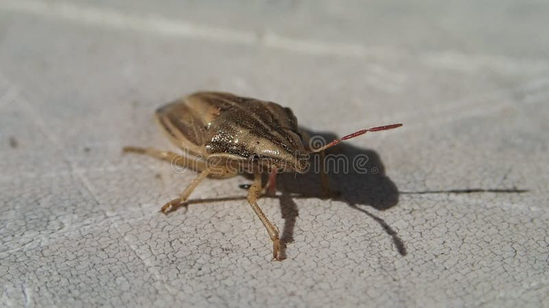 Brown striped bug stock footage. Video of animal, arthropod - 102637314