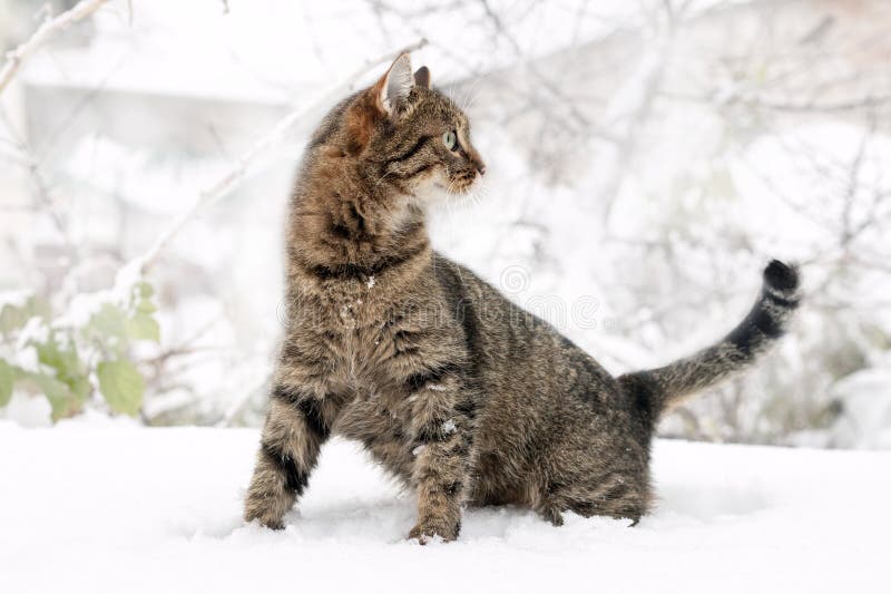 A Brown Striped Cat Stands in the Snow and Looks Back, a Cat in Winter ...