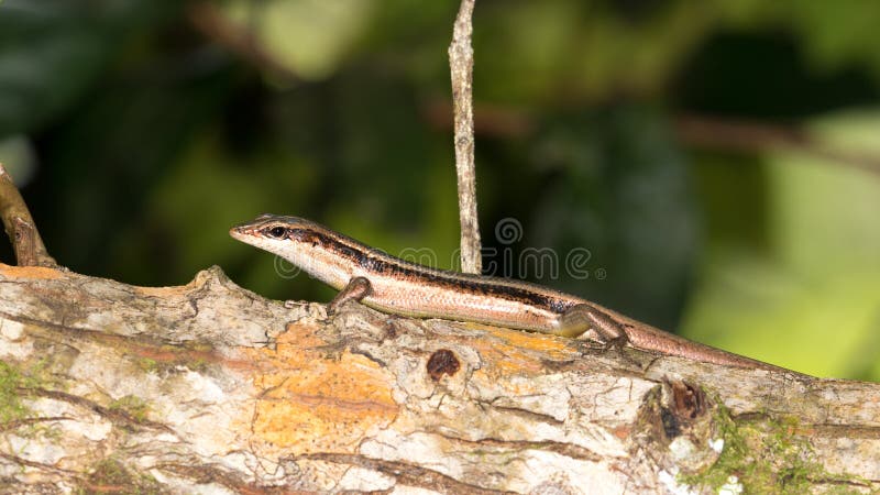 Striped lizard stock image. Image of green, macro, color - 24805537