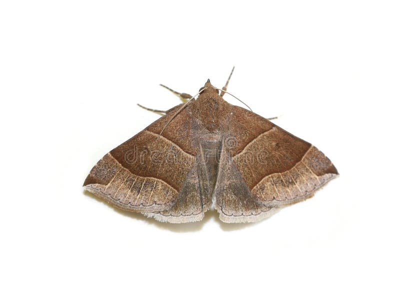 Brown Striped Maple Looper Moth Parallelia Bistriaris Stock Photo ...