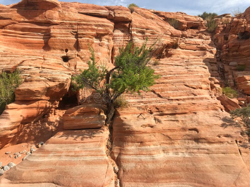 Brown Striped Rock Slope with Tree in the Middle Stock Photo - Image of ...