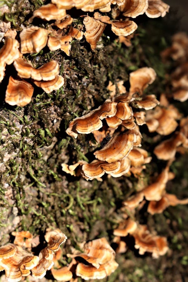Brown Striped Ruffled Shelf Fungus On Tree Stock Image Image Of Orientation Fungus 202033653