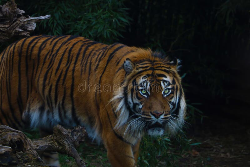 Brown Striped Tiger Looking at the Camera Stock Photo - Image of brown ...