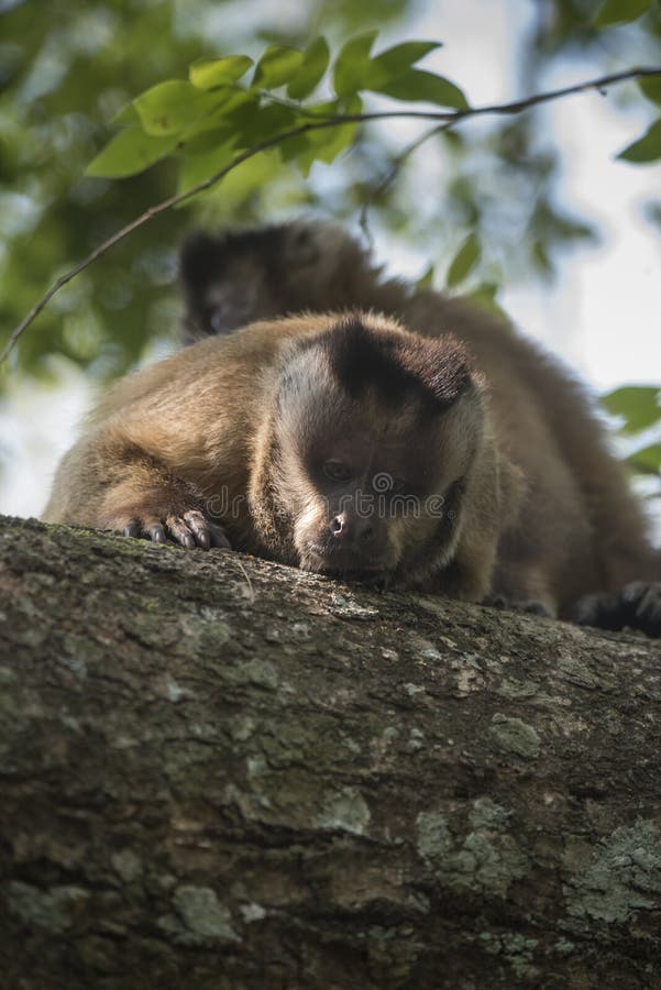 Brown Striped Tufted Capuchin Monkey, Stock Image - Image of mammal ...