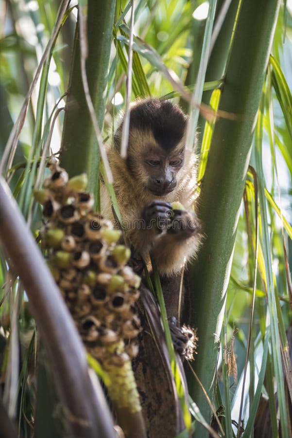 Brown Striped Tufted Capuchin Monkey, Stock Photo - Image of ...