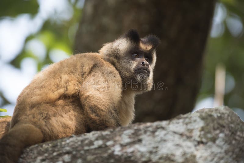 Brown Striped Tufted Capuchin Monkey,Amazon Jungle Stock Photo - Image ...