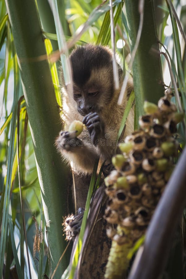Brown Striped Tufted Capuchin Monkey, Stock Photo - Image of south ...