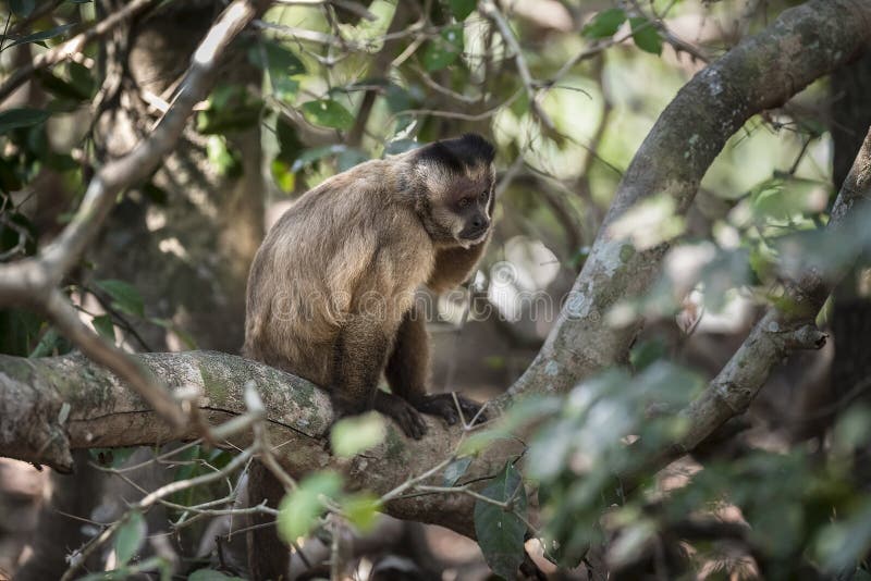 Brown Striped Tufted Capuchin Monkey Stock Image - Image of wild ...