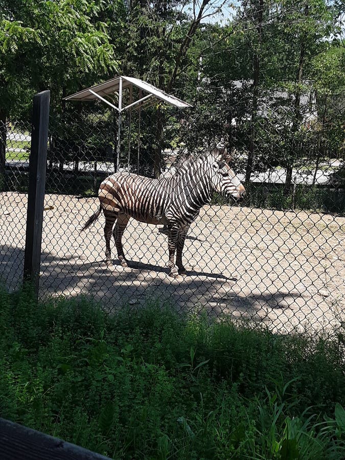 Brown Striped Zebra stock photo. Image of striped, tall - 152668810