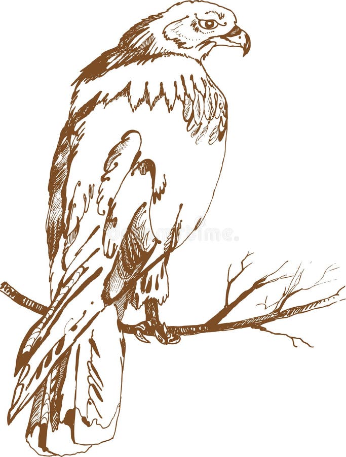 Brown strong hawk stock vector. Illustration of birds - 69996761