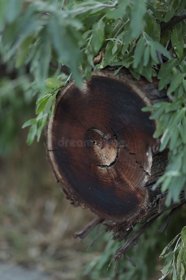 Brown Stump with Green Leaves Stock Photo - Image of invertebrate ...