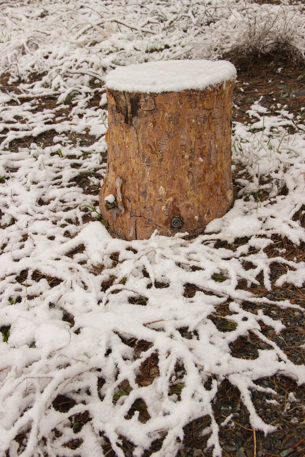Brown Stump Powdered with Spring Snow Stock Image - Image of frost ...
