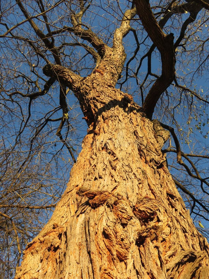 Tall December Trees stock image. Image of nature, blue - 7657915