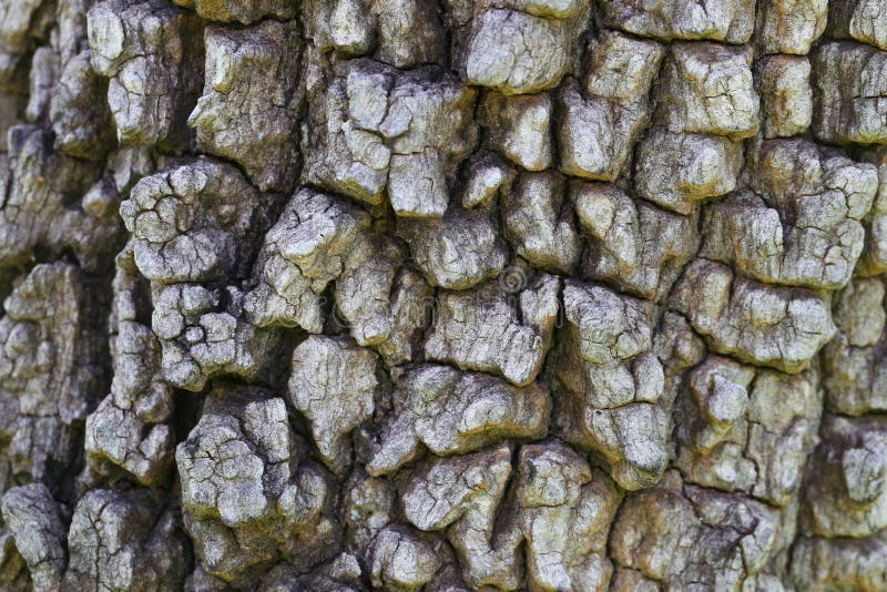 Brown Surface Shell of a Tree for Design. Stock Image - Image of grain ...