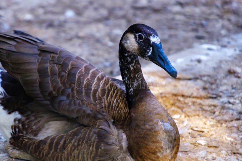 Brown swan stock photo. Image of fauna, neck, intrepid - 11149416