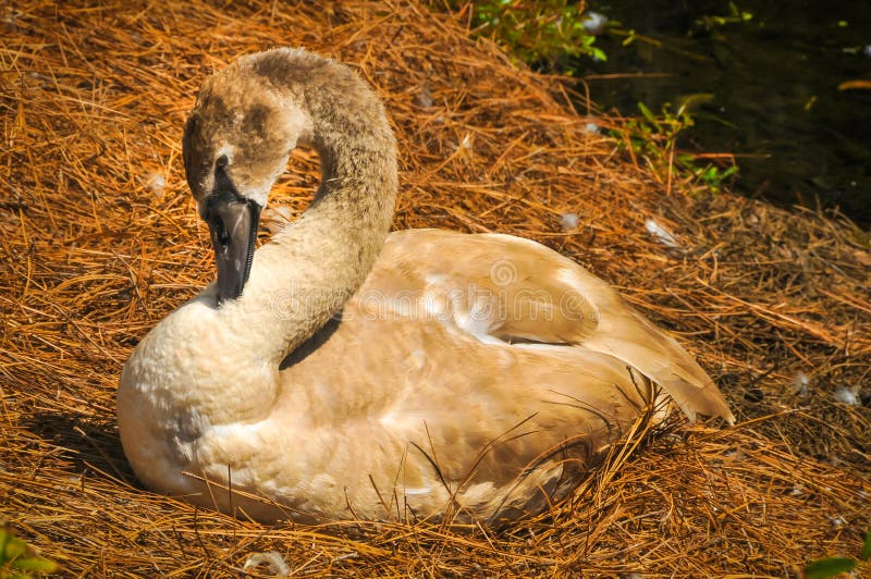 Brown swan stock photo. Image of fauna, neck, intrepid - 11149416