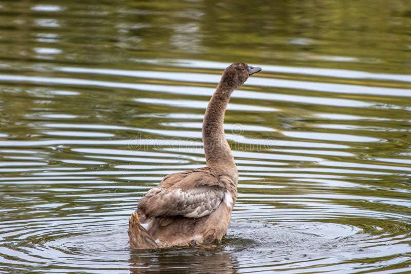 A Brown Swan with a Red Beak and Lush Plumage. Close Up Photo. Wildlife ...
