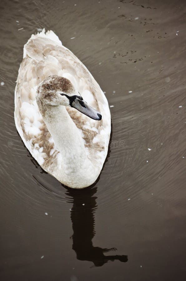 Brown swan wimming stock image. Image of frost, outdoor - 29224771