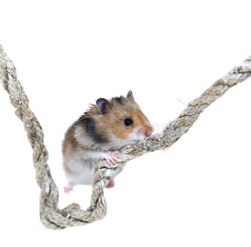 Hamster Climbing Out stock image. Image of furry, pets - 24863337
