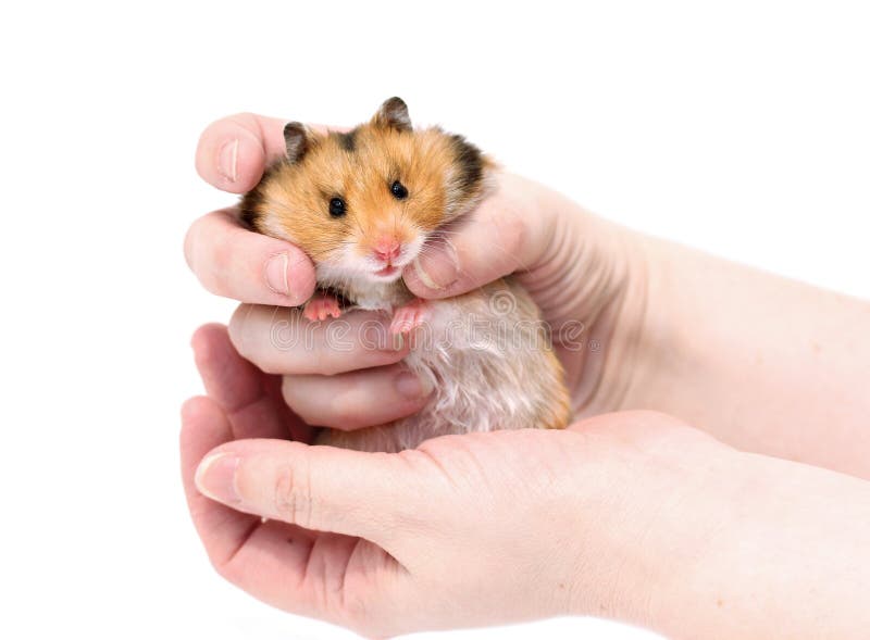 Brown Syrian Hamster Gnaws Inside a Cage, Eager To Freedom, Show Stock ...