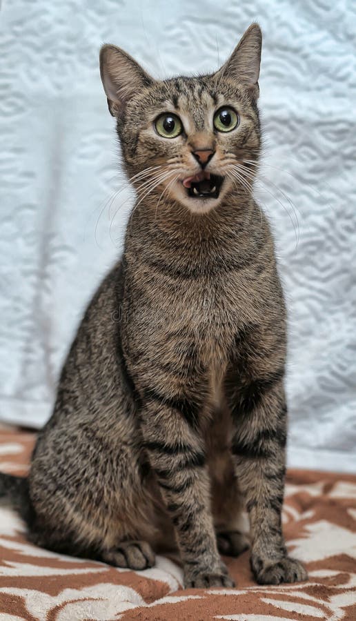 753 Crazy Cat Hair Photos - Free & Royalty-Free Stock Photos from ...