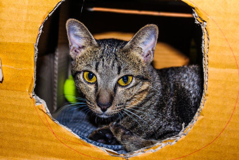 Brown Tabby Cat Inside Cardboard Box Picture. Image: 109913803
