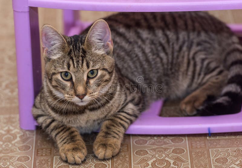 Brown tabby cat lies stock image. Image of mammal, hair - 173447213 Brown tabby cat lies stock image. Image of mammal, hair - 173447213