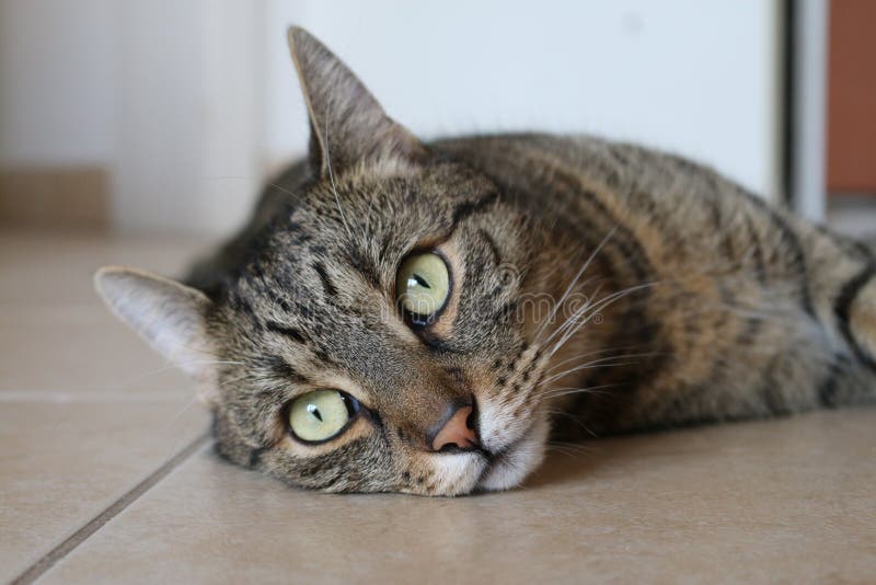Brown Tabby Cat Lying On Brown Ceramic Tile Flooring Picture. Image ...