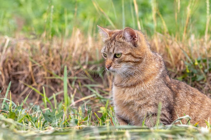 A Brown Tabby Cat Sits in the Garden on the Mowed Grass Stock Photo ...