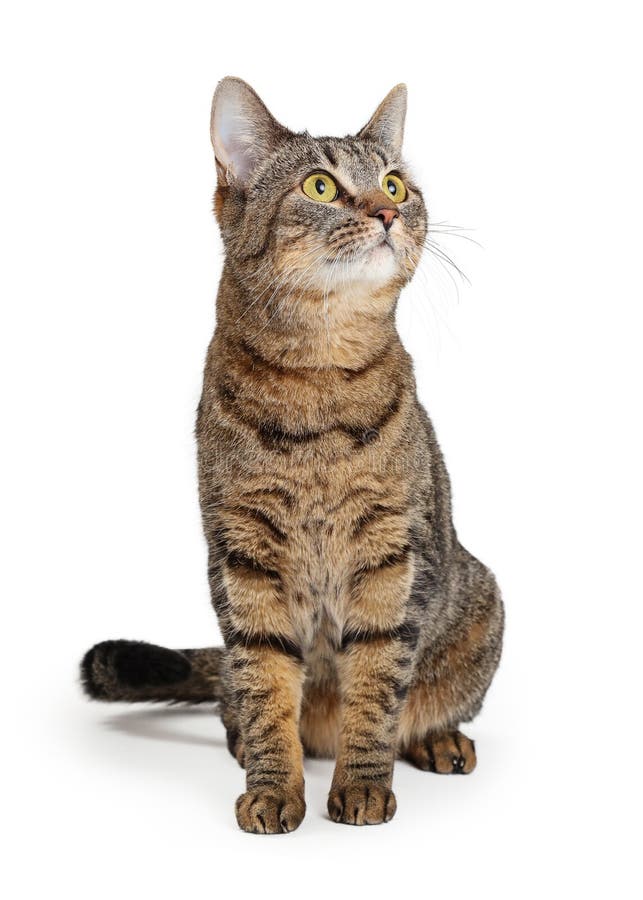 Brown Tabby and White Cat Sitting Facing Forward Stock Image - Image of ...