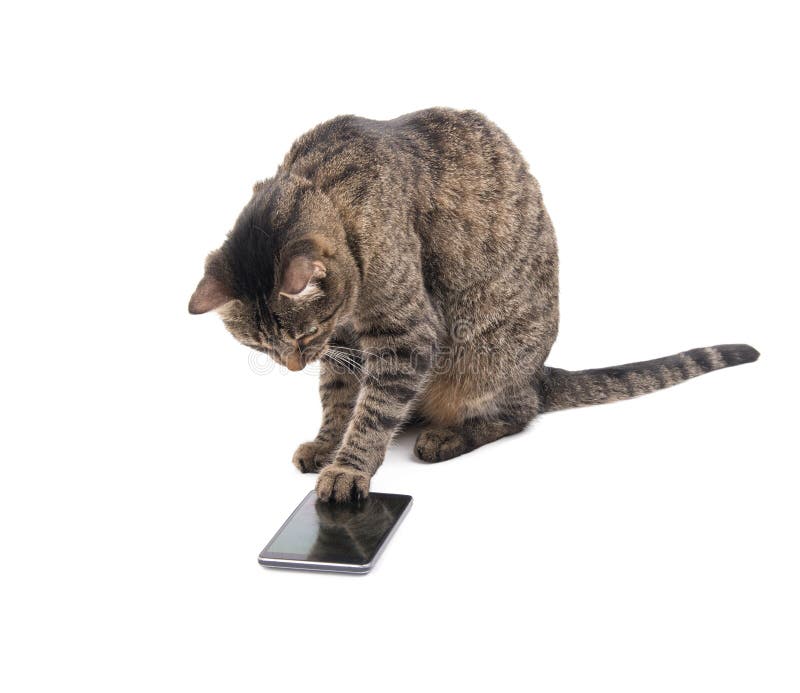 Cat and phone stock image. Image of converse, listen, hello - 3161