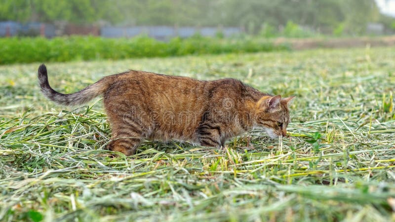 A Brown Tabby Cat Walks in the Garden on the Mowed Grass, the Cat is on ...