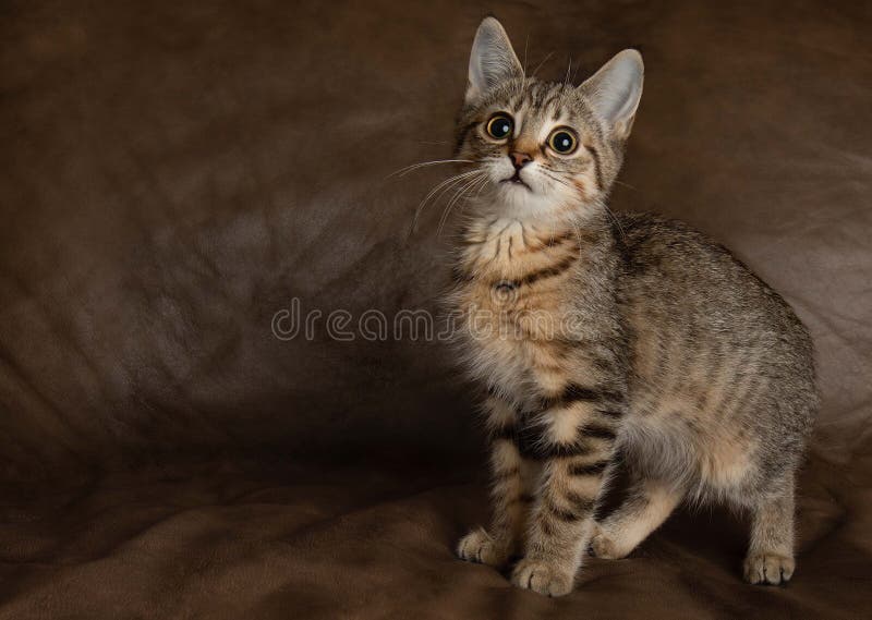 117 Cute Ginger White Kitten Standing Up Stock Photos - Free & Royalty ...