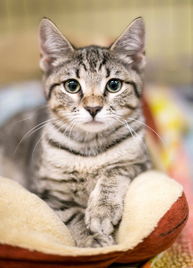 A Brown Tabby Kitten Relaxing in a Cat Bed Stock Photo - Image of watch ...