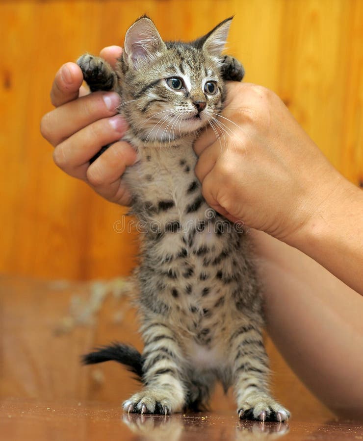 Brown Tabby Kitten with a Spotted Belly Stock Photo - Image of kitten ...