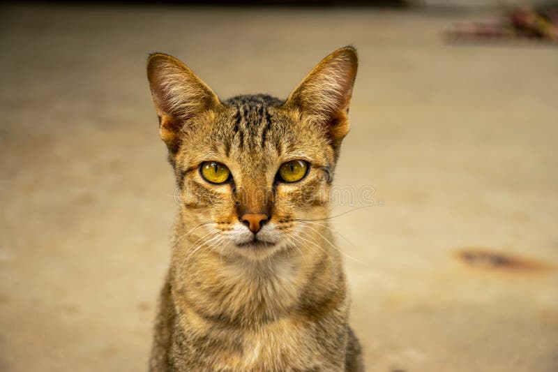 Cat looking at camera stock image. Image of animals - 270911799