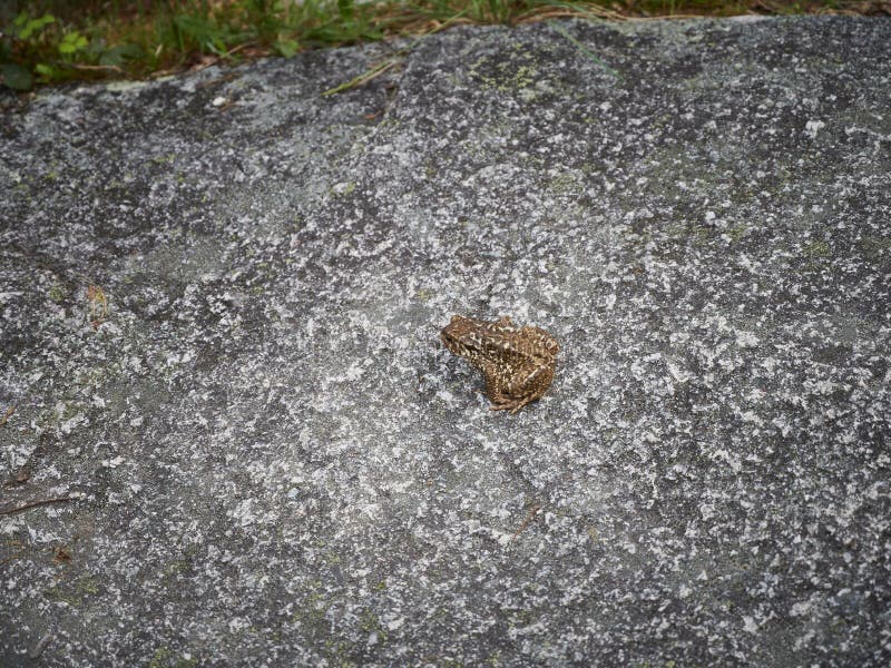 Small Toad Standing on the Stone Stock Photo - Image of standing ...