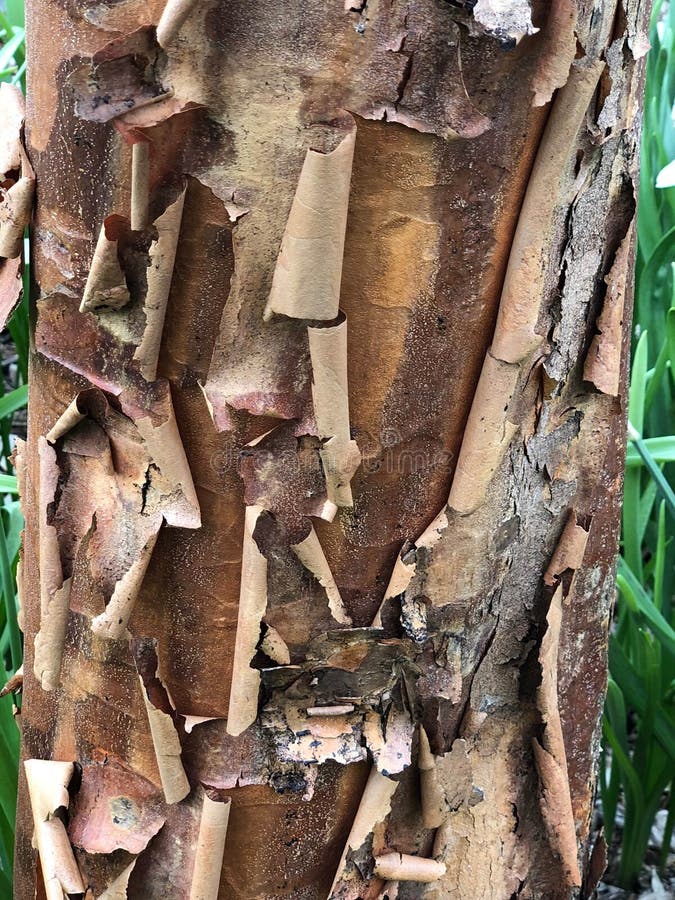 Bark Peeling From A Tree Trunk Revealing Detailed Patterns And Textures ...