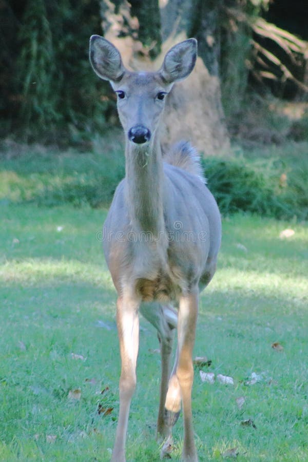 Deer Facing Away from You Showing Off Its Long Horns Stock Image ...