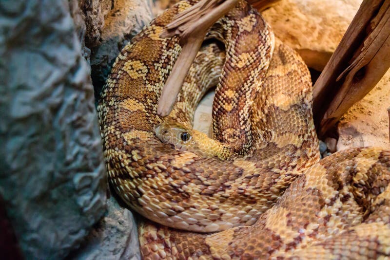 Brown and Tan Snake Coiled stock photo. Image of laying - 86608060