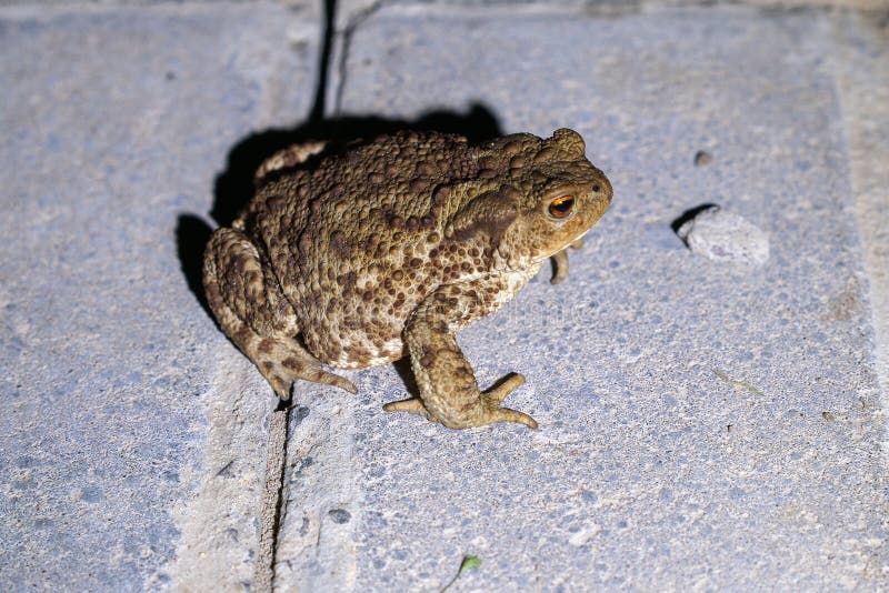 A Brown and Tan Toad Sits on a Paved Surface Stock Image - Image of ...